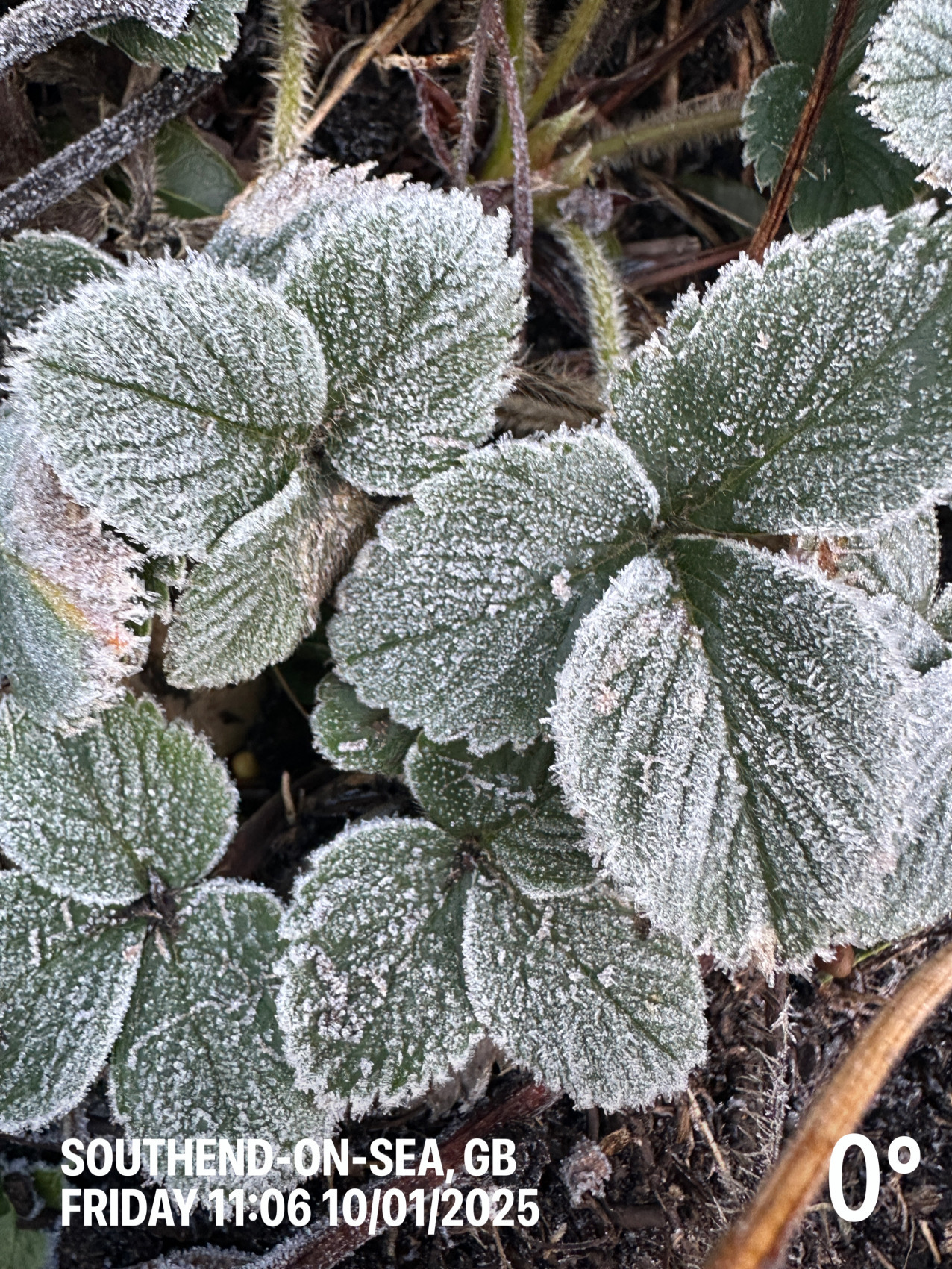 10jan25 – WARREN ELLIS LTD