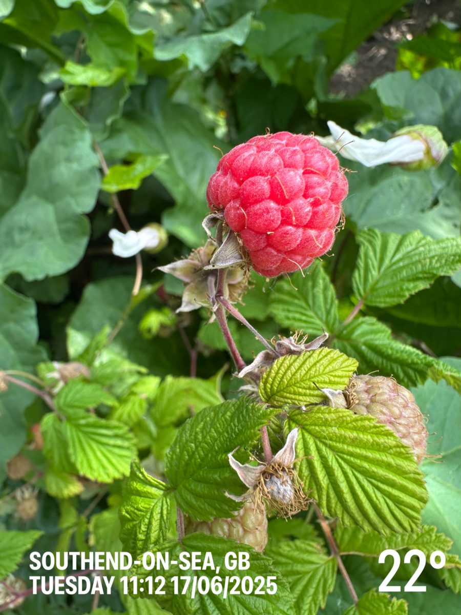 17jun25 – WARREN ELLIS LTD